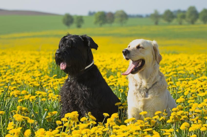 Schnauzer Breeds: Miniature, Standard and Giant