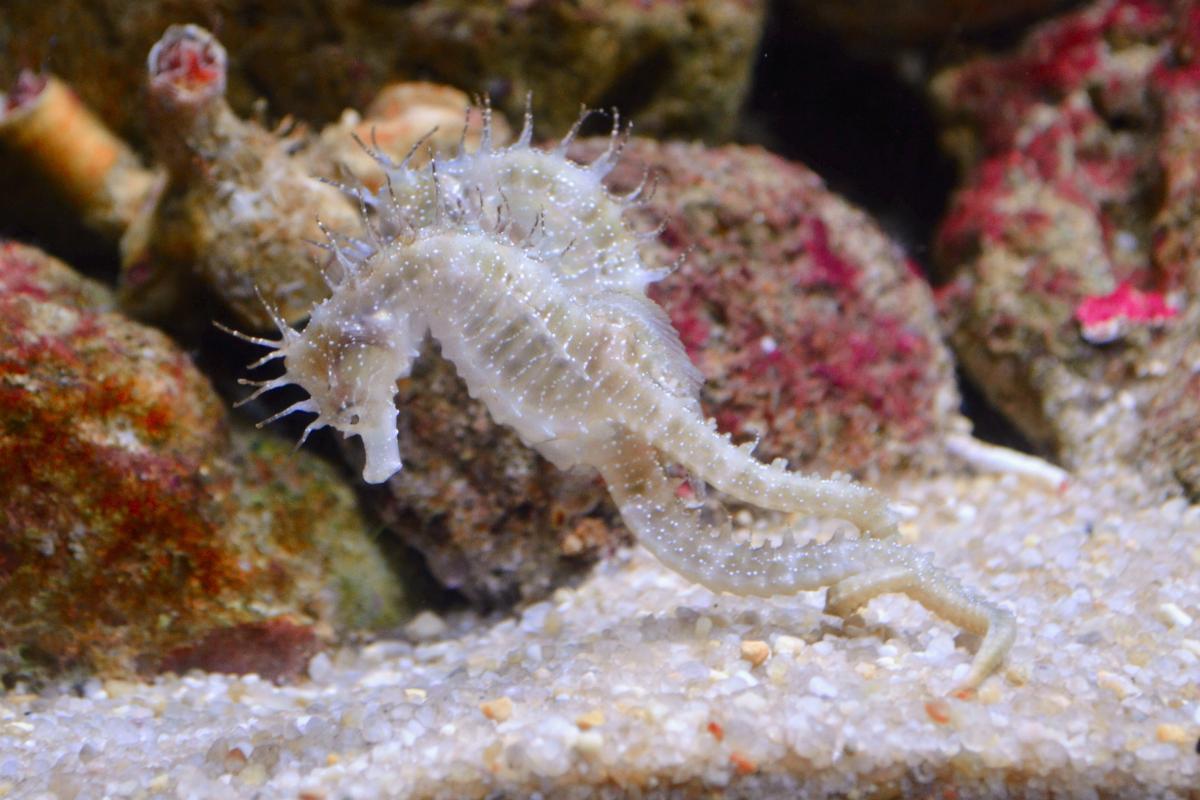 Where Do Seahorses Live? - Seahorse Habitat and Distribution