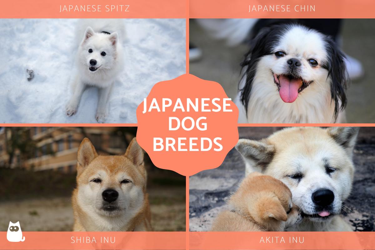 Japanese Dog Breeds List - Dogs Originating in Japan With Photos