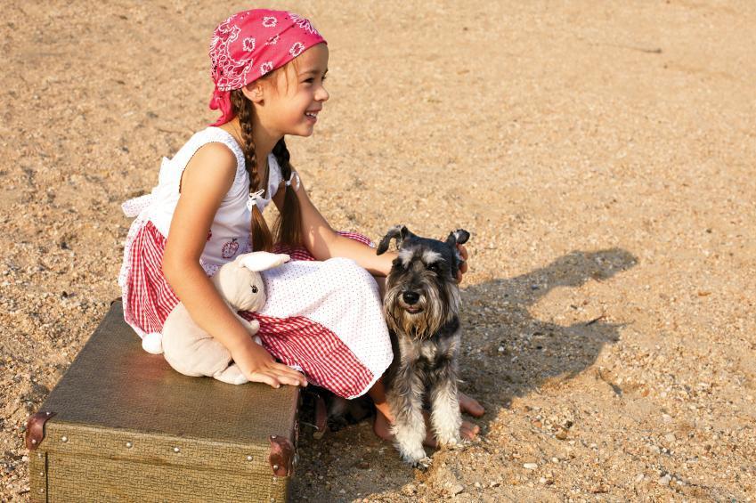 Schnauzer Breeds: Miniature, Standard and Giant
