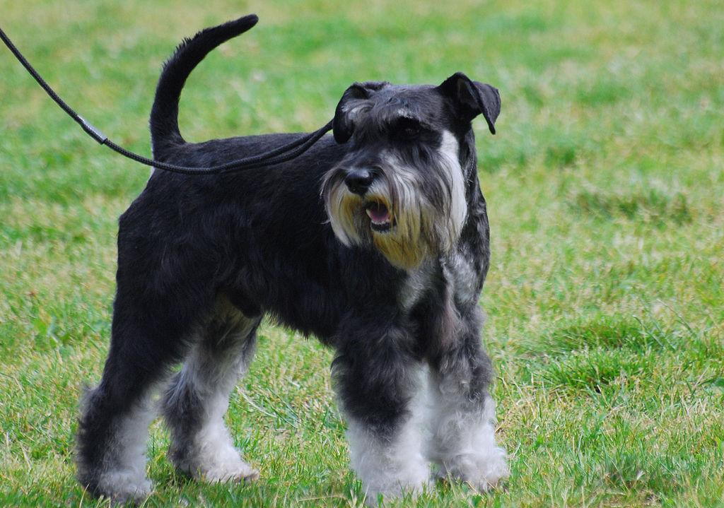 Schnauzer Breeds: Miniature, Standard and Giant