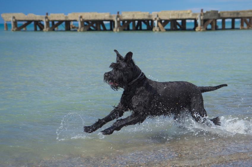 Schnauzer Breeds: Miniature, Standard and Giant