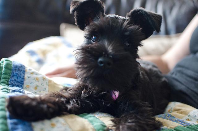 Schnauzer Breeds: Miniature, Standard and Giant