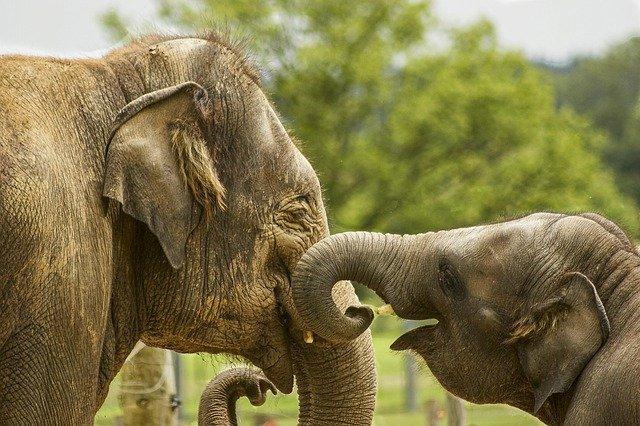 Elephant Language - How Do Elephants Communicate?