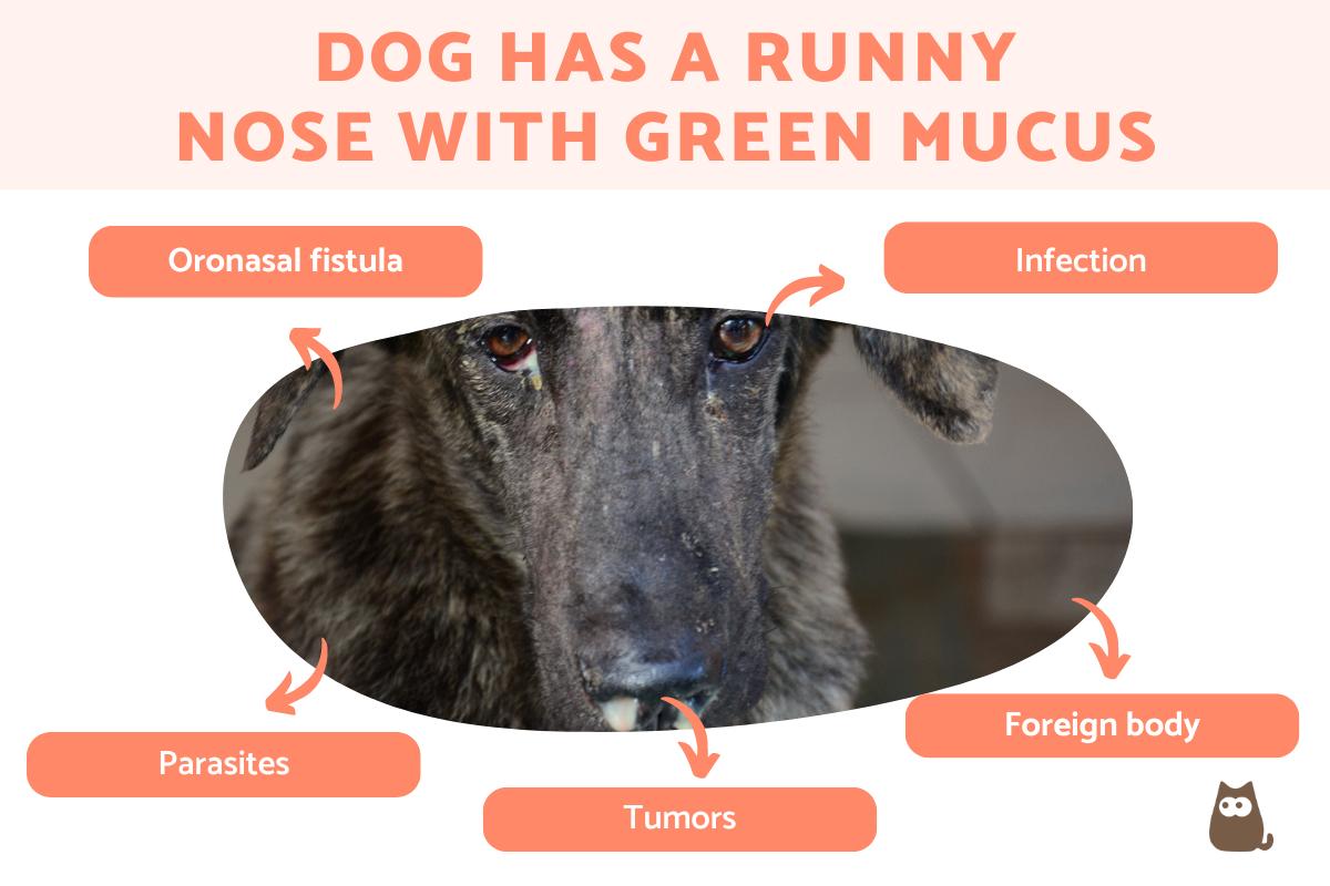 My Dog Has a Runny Nose With Green Mucus - Causes and Treatment
