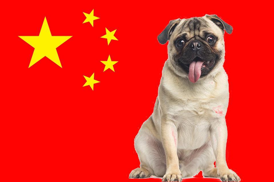 Chinese Dog Breeds List - Discover Them All