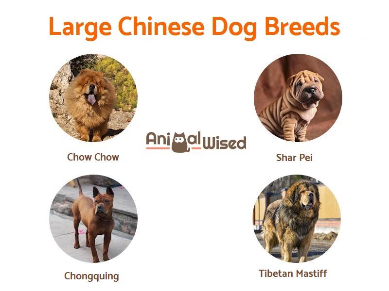 Chinese Dog Breeds List - Discover Them All