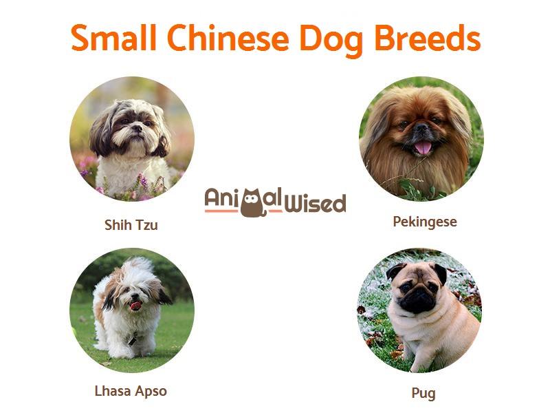 Chinese Dog Breeds List - Discover Them All