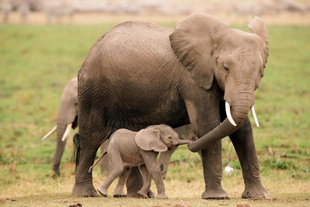 The Difference Between Viviparous Animals And Mammals - Examples and Facts!