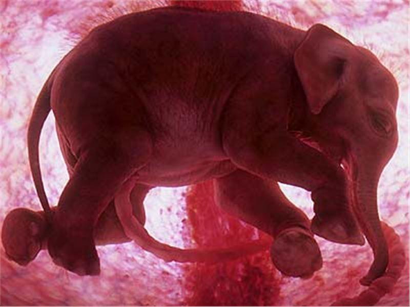 The Difference Between Viviparous Animals And Mammals - Examples and Facts!