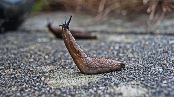 Are Slugs Poisonous to Humans and Animals? - Touching and Ingestion