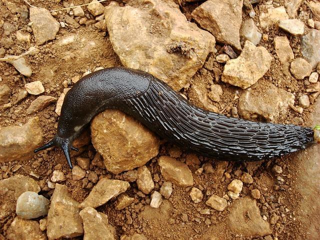 Are Slugs Poisonous to Humans and Animals? - Touching and Ingestion