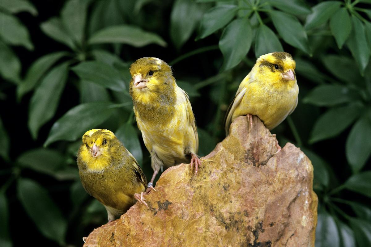 Canary Sleep Guide - Sleep Patterns and Habits