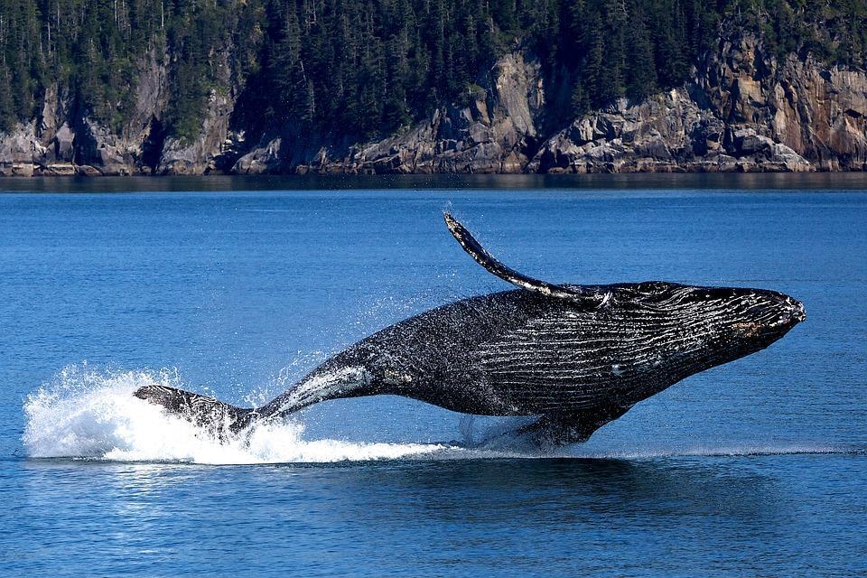 Aquatic mammals List - Characteristics And Examples