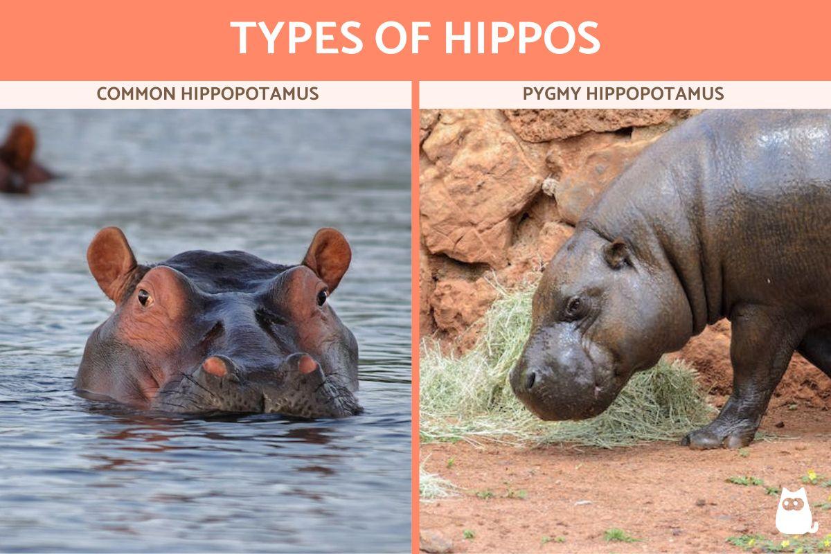 Types of Hippos and Their Characteristics