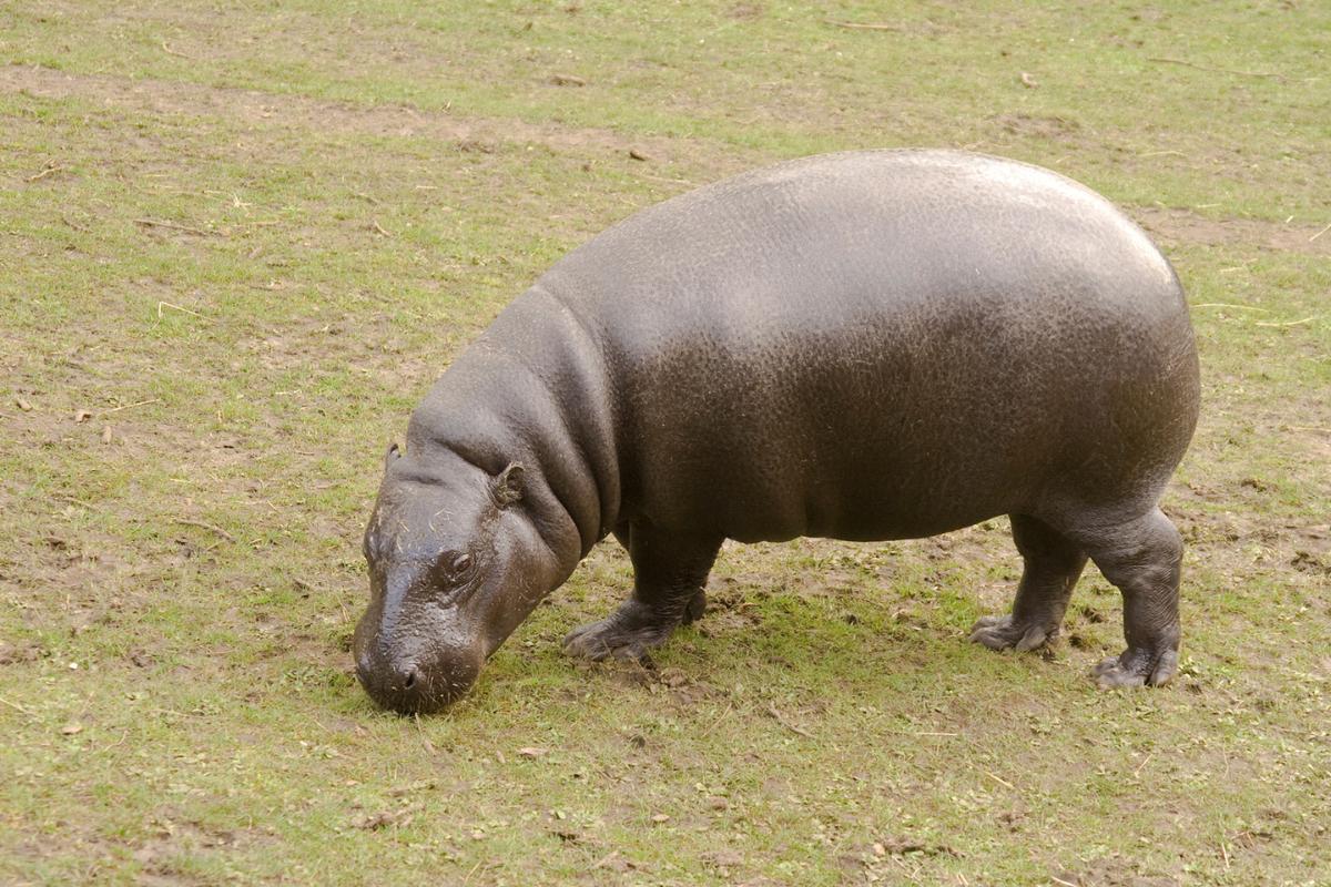 Types of Hippos and Their Characteristics