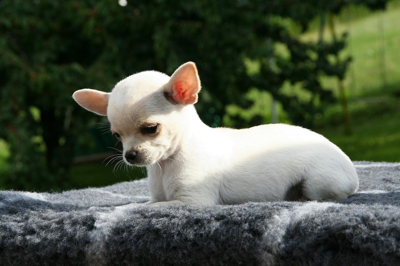 15 Types of Small White Dog Breeds - With Photos