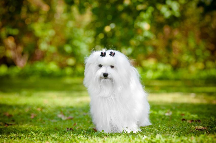 15 Types of Small White Dog Breeds - With Photos