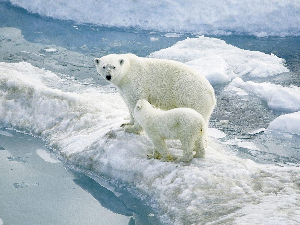Arctic Animals Facts: Full List with Photos!