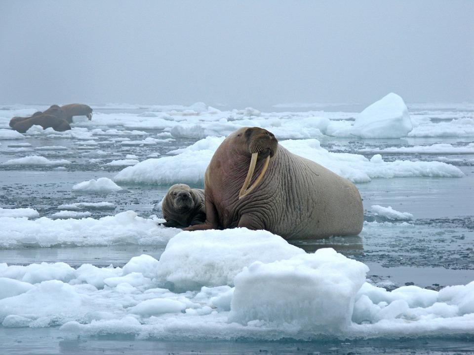 Arctic Animals Facts: Full List with Photos!