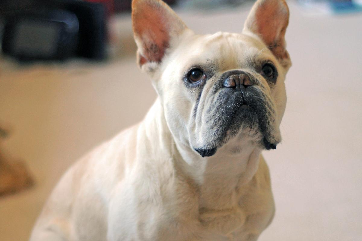 Different Types of French Bulldog - Frenchie Types With Photos