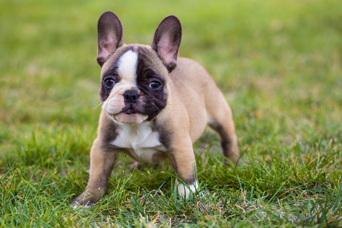 Different Types of French Bulldog - Frenchie Types With Photos