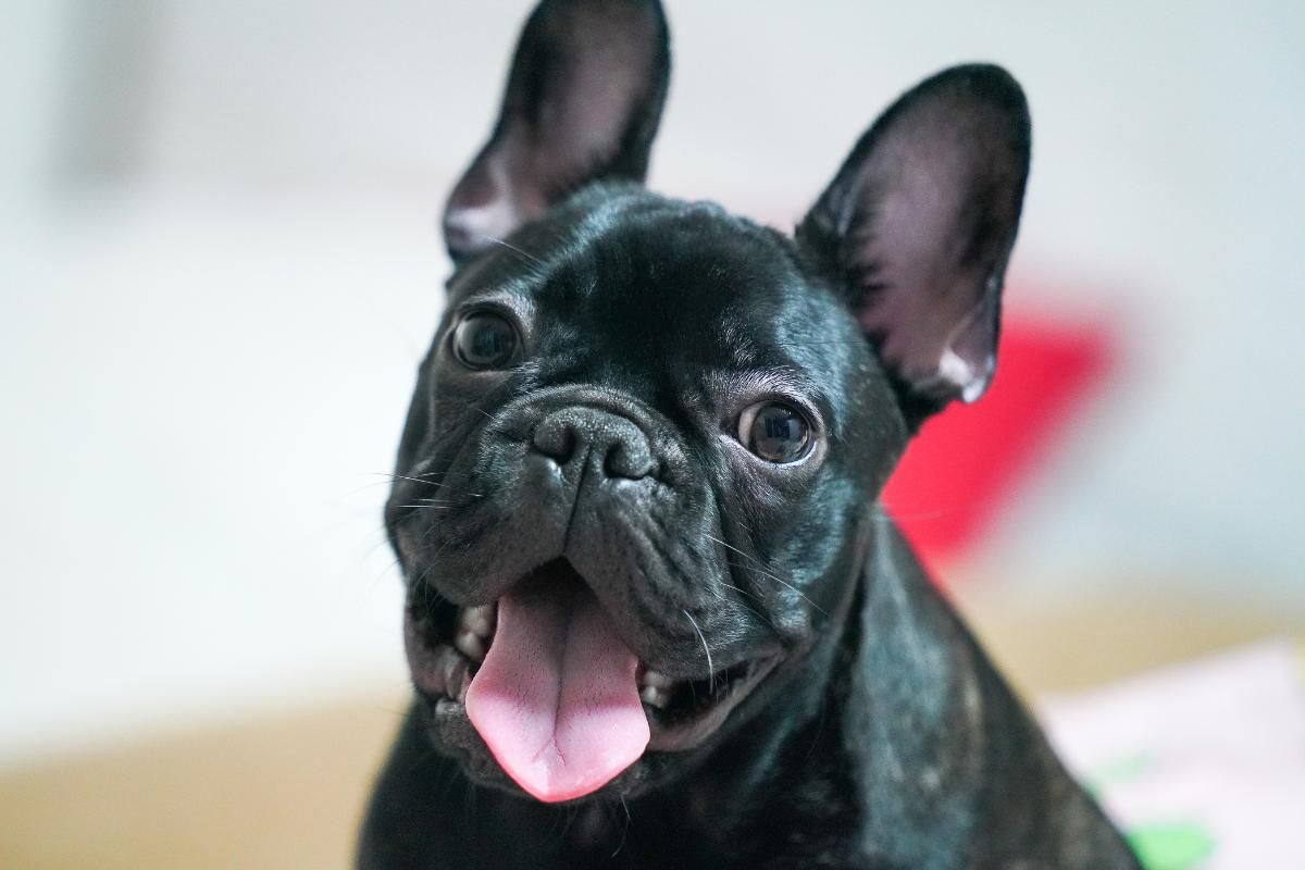 Different Types of French Bulldog - Frenchie Types With Photos