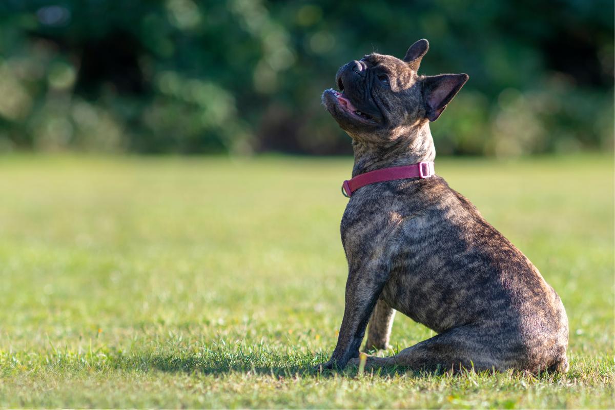 Different Types of French Bulldog - Frenchie Types With Photos