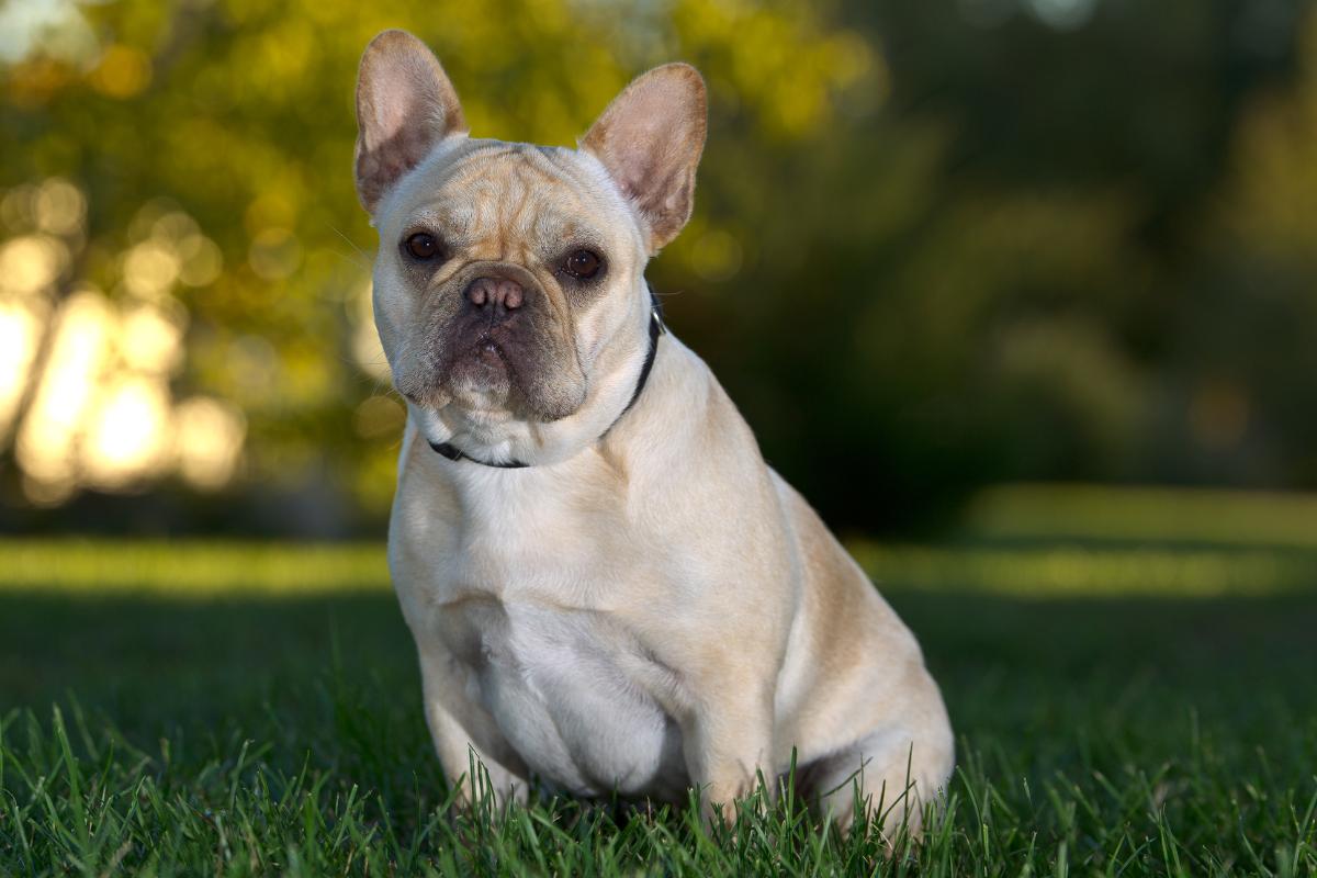 Different Types of French Bulldog - Frenchie Types With Photos