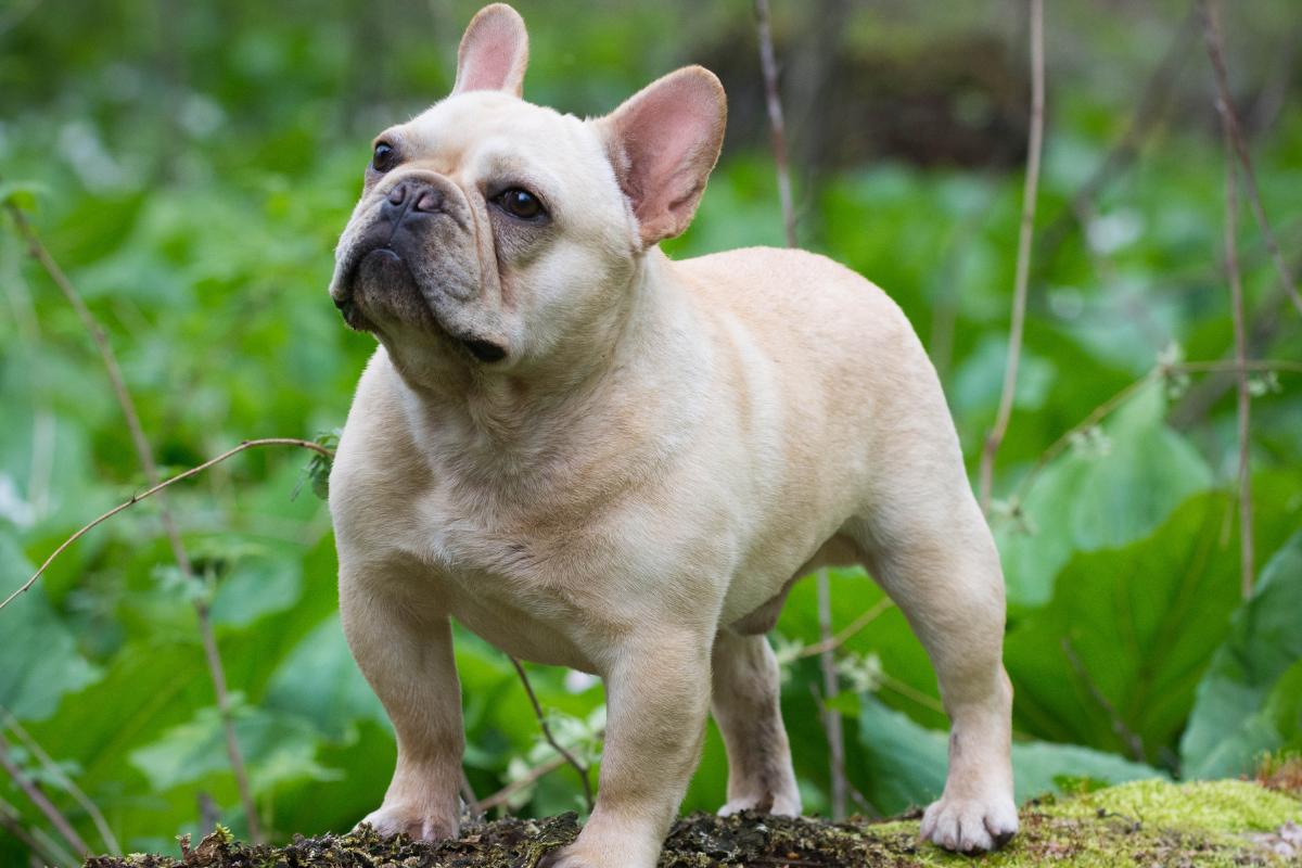 Different Types of French Bulldog - Frenchie Types With Photos