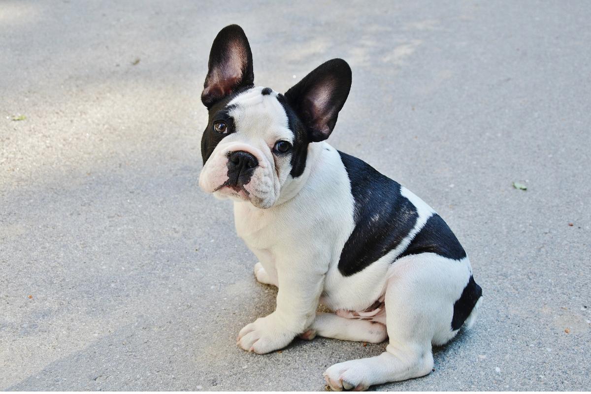 Different Types of French Bulldog - Frenchie Types With Photos