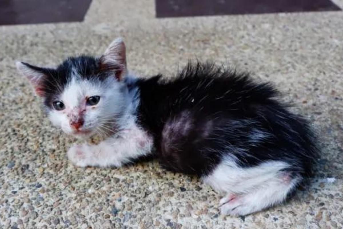 Chlorhexidine for cats - Uses, Side Effects and Contraindications