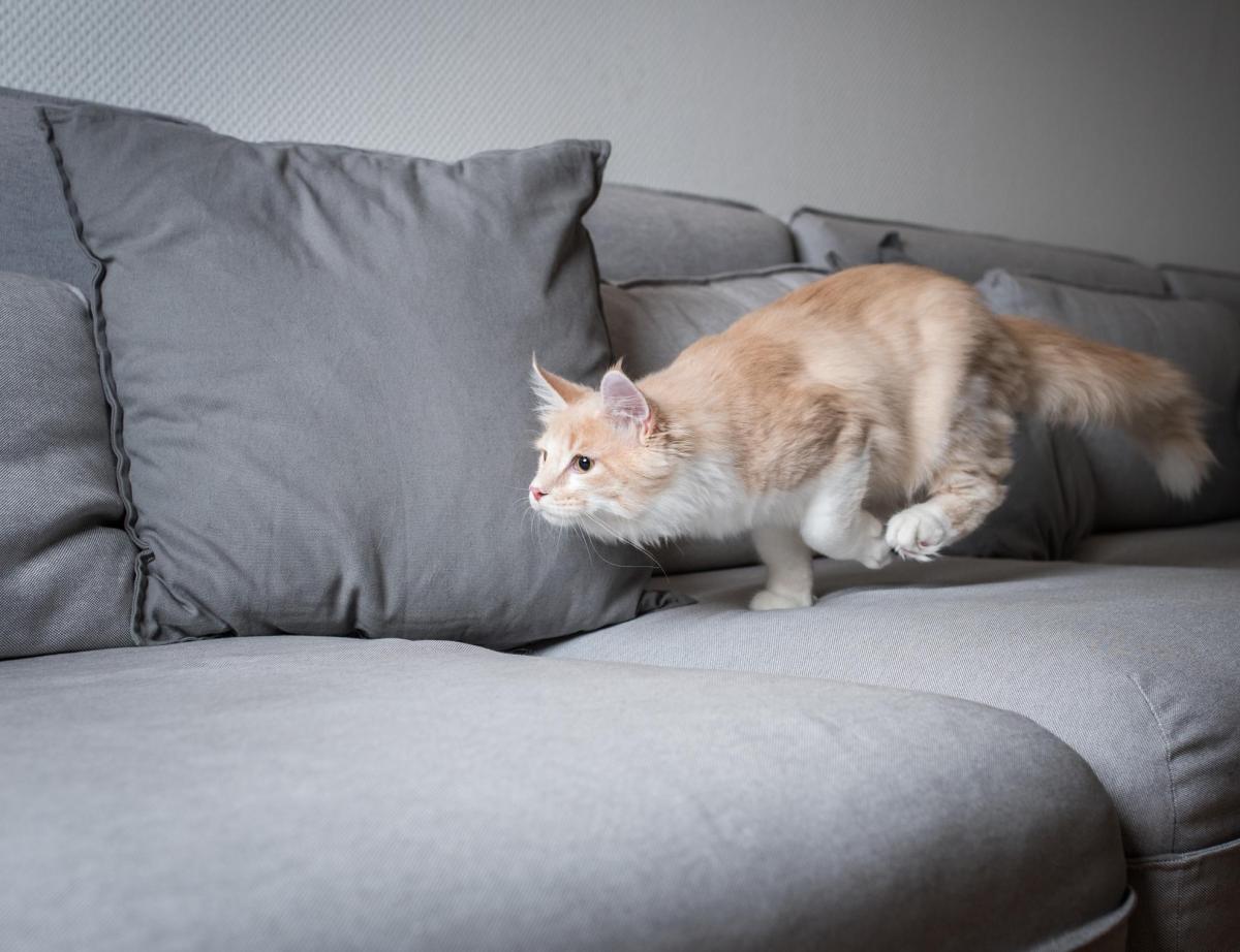My Cat Is Running Around Like a Maniac - Causes of Zoomies in Cats