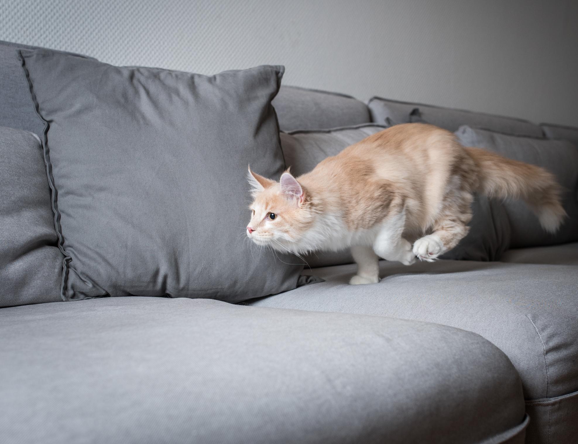 My Cat Is Running Around Like a Maniac - Causes of Zoomies in Cats