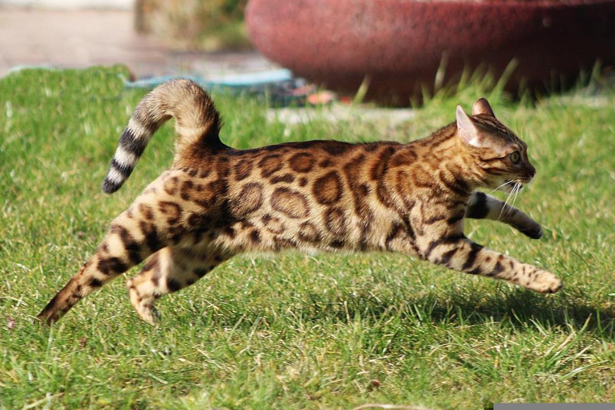 My Cat Is Running Around Like a Maniac - Causes of Zoomies in Cats