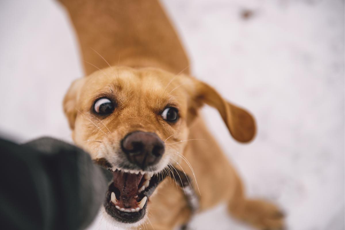 + 50 Dog Body Language Cues What They Really Mean - Understanding Dog ...