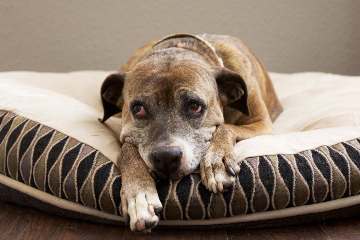 + 50 Dog Body Language Cues What They Really Mean - Understanding Dog ...