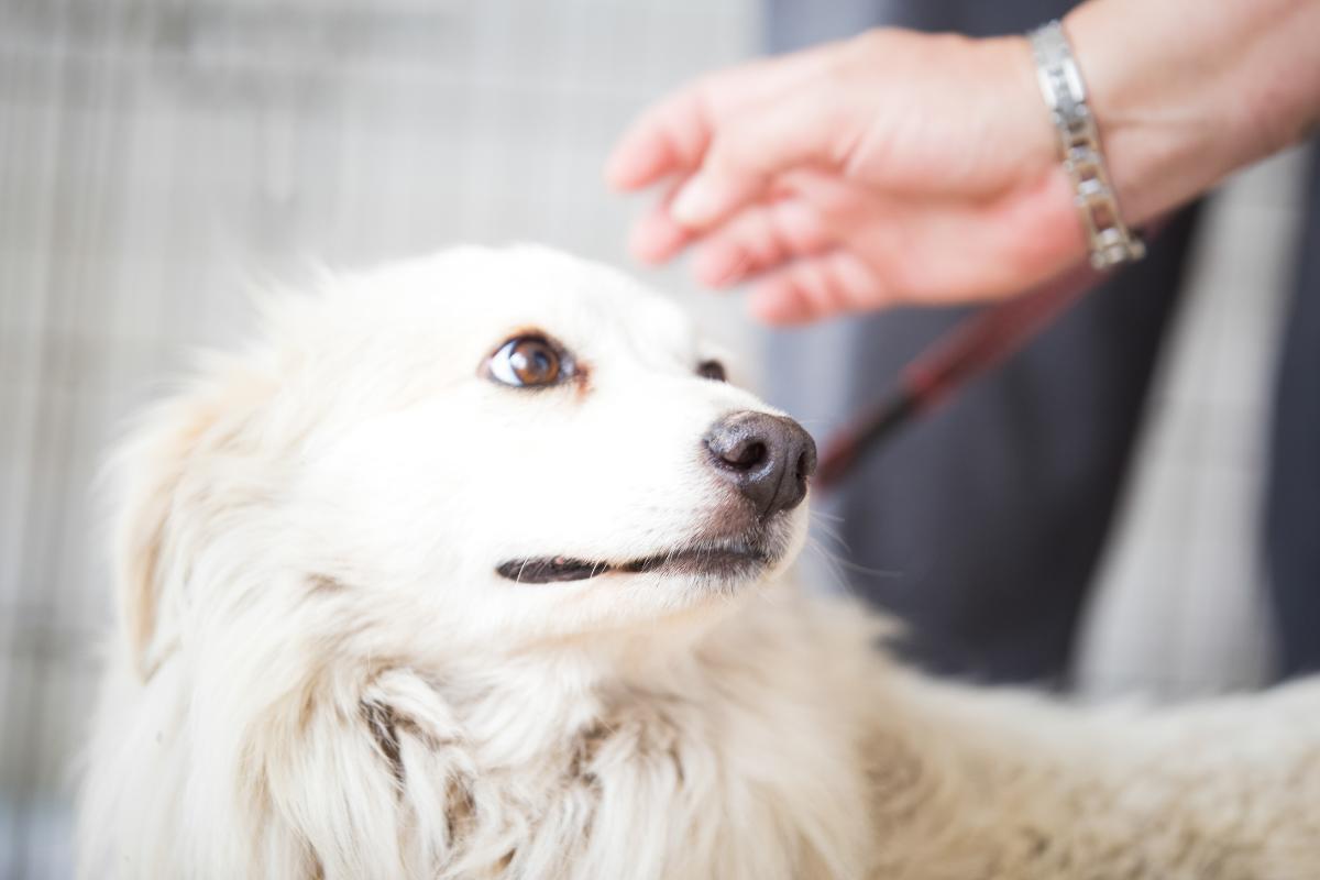 + 50 Dog Body Language Cues What They Really Mean - Understanding Dog ...