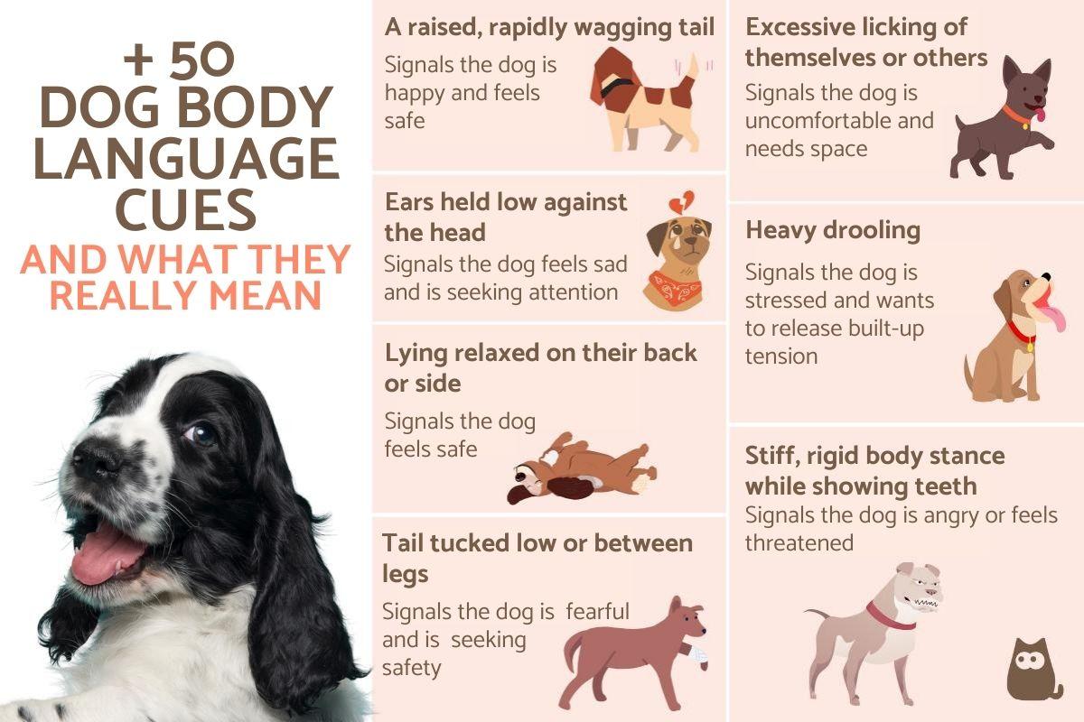 + 50 Dog Body Language Cues What They Really Mean - Understanding Dog ...