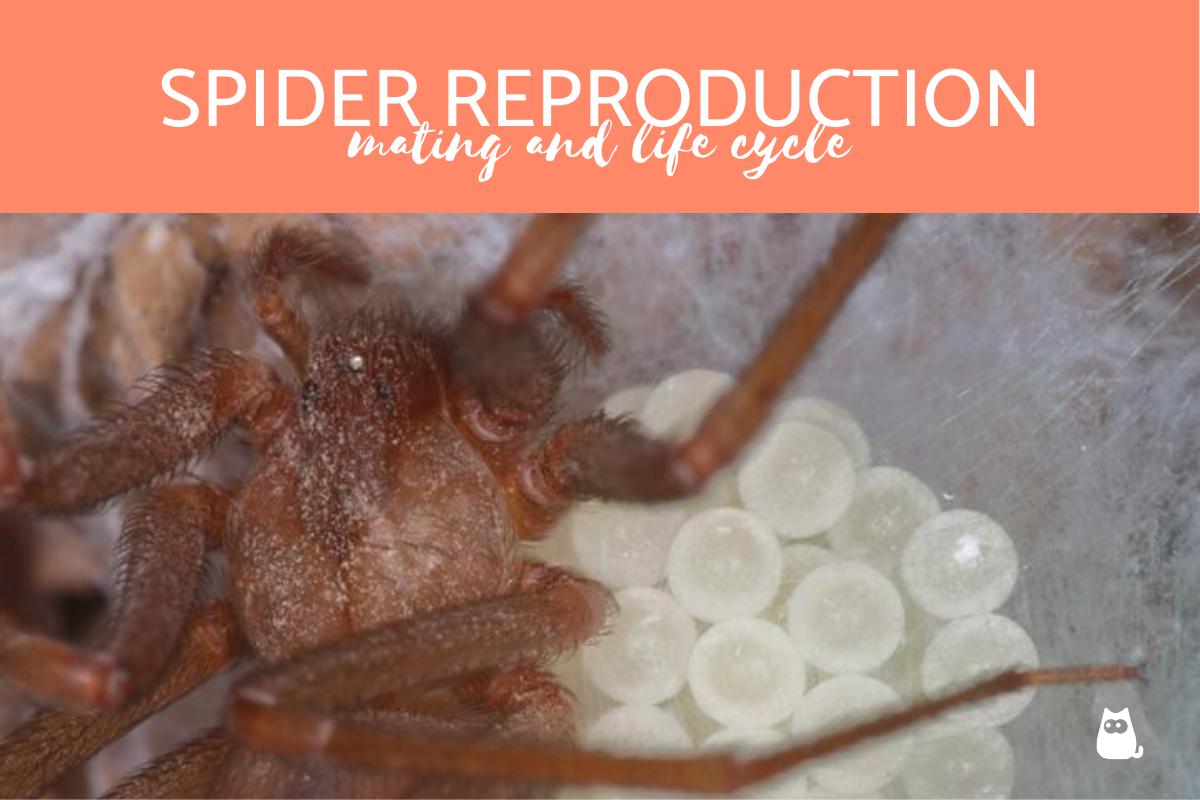 How Do Spiders Reproduce? - Spider Courting and Mating