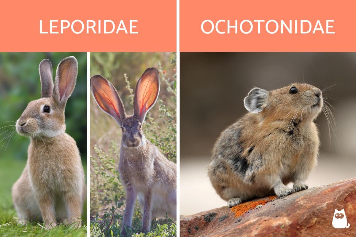 What are Lagomorphs? - Definition, Characteristics, Types and Examples