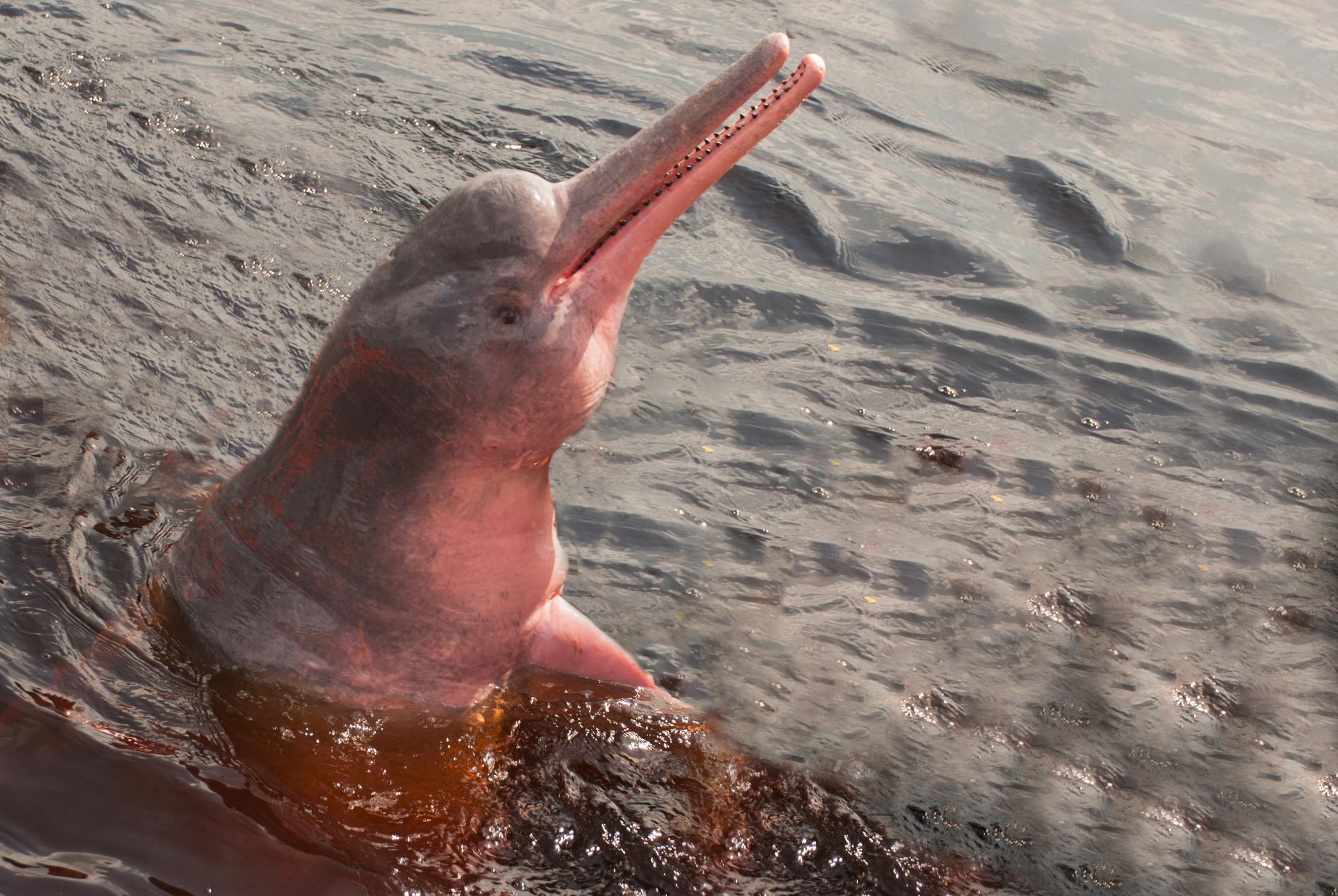 Amazon River Dolphin or Pink Dolphin – Distribution, Habitat and ...