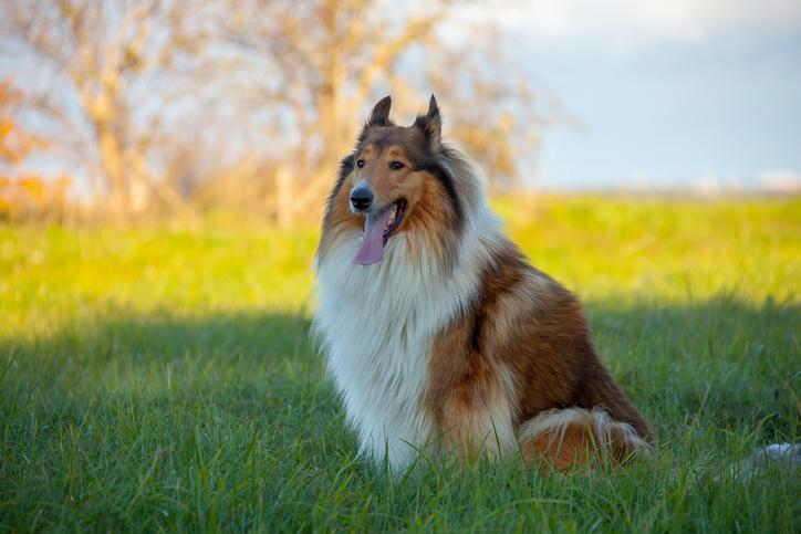 Types of Collie Dog Breeds - Complete List with Photos
