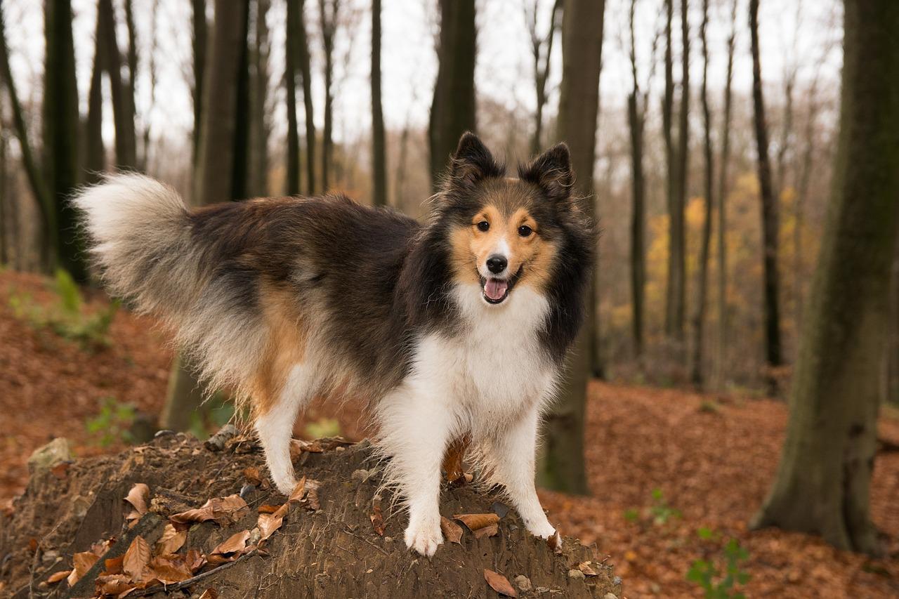 Types of Collie Dog Breeds - Complete List with Photos