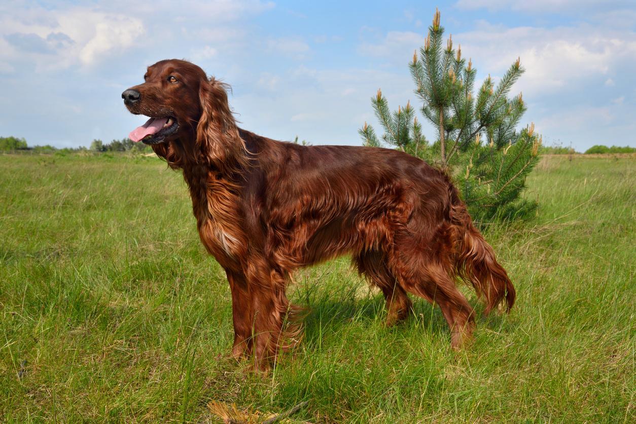 Different Setter Dog Breed Types - Breed Information with Photos