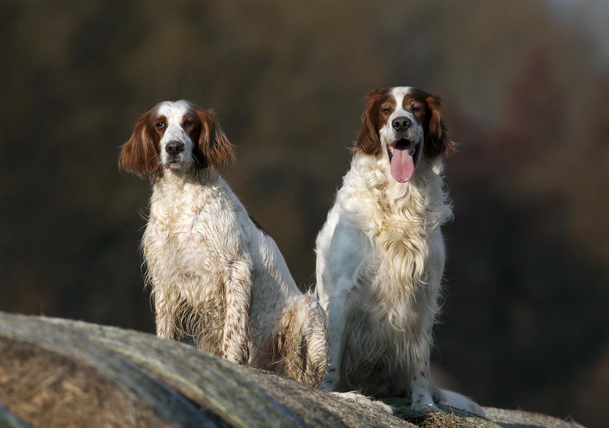 Different Setter Dog Breed Types - Breed Information with Photos