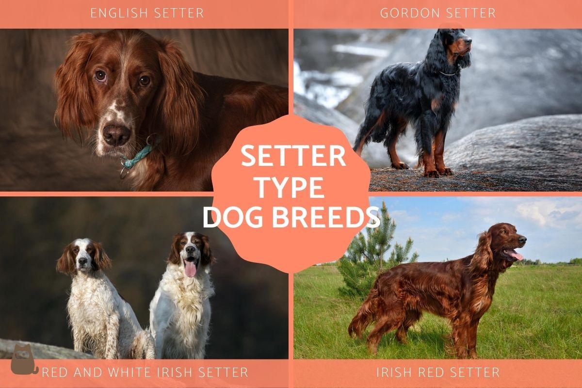 Different Setter Dog Breed Types - Breed Information with Photos