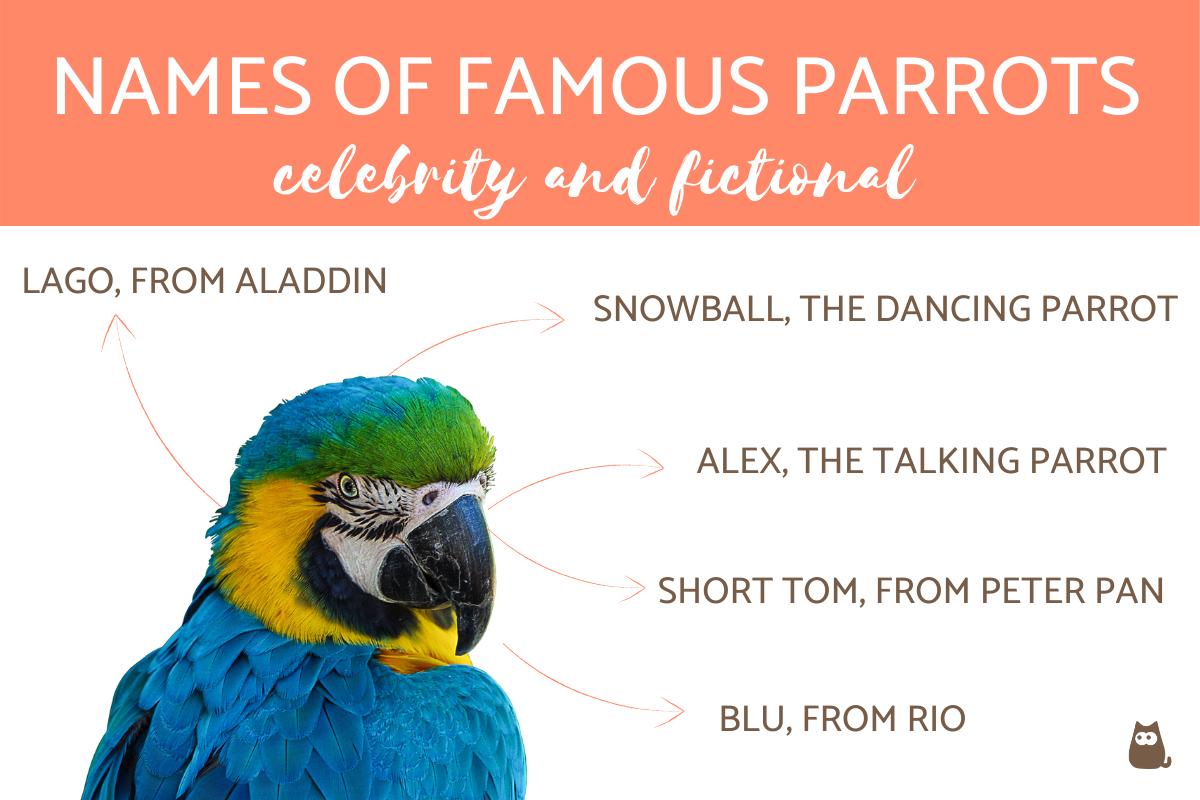 Names of Famous Parrots - Celebrity and Fictional Parrot Names!