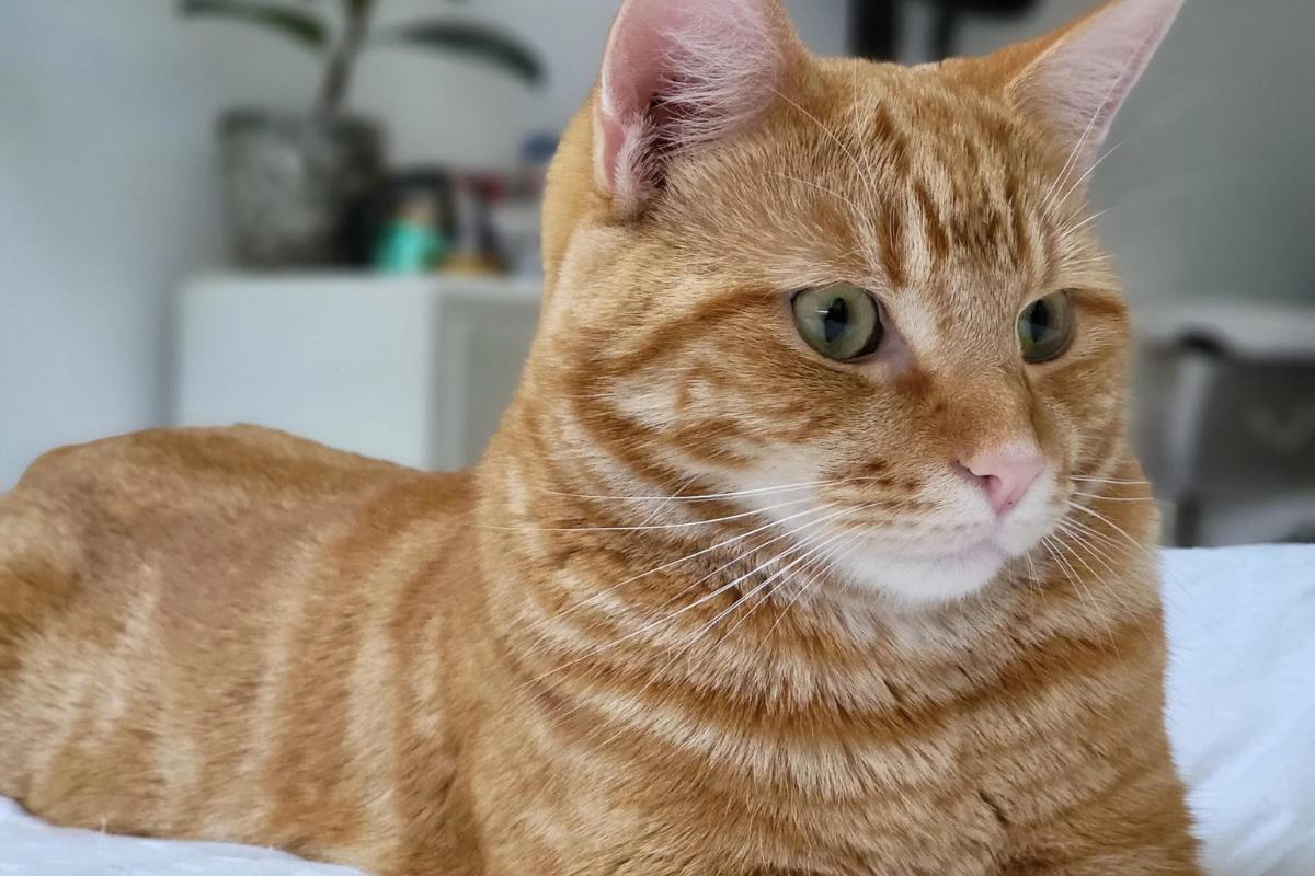 Life Cycle of a Cat - Stages of Development in Domestic Cats