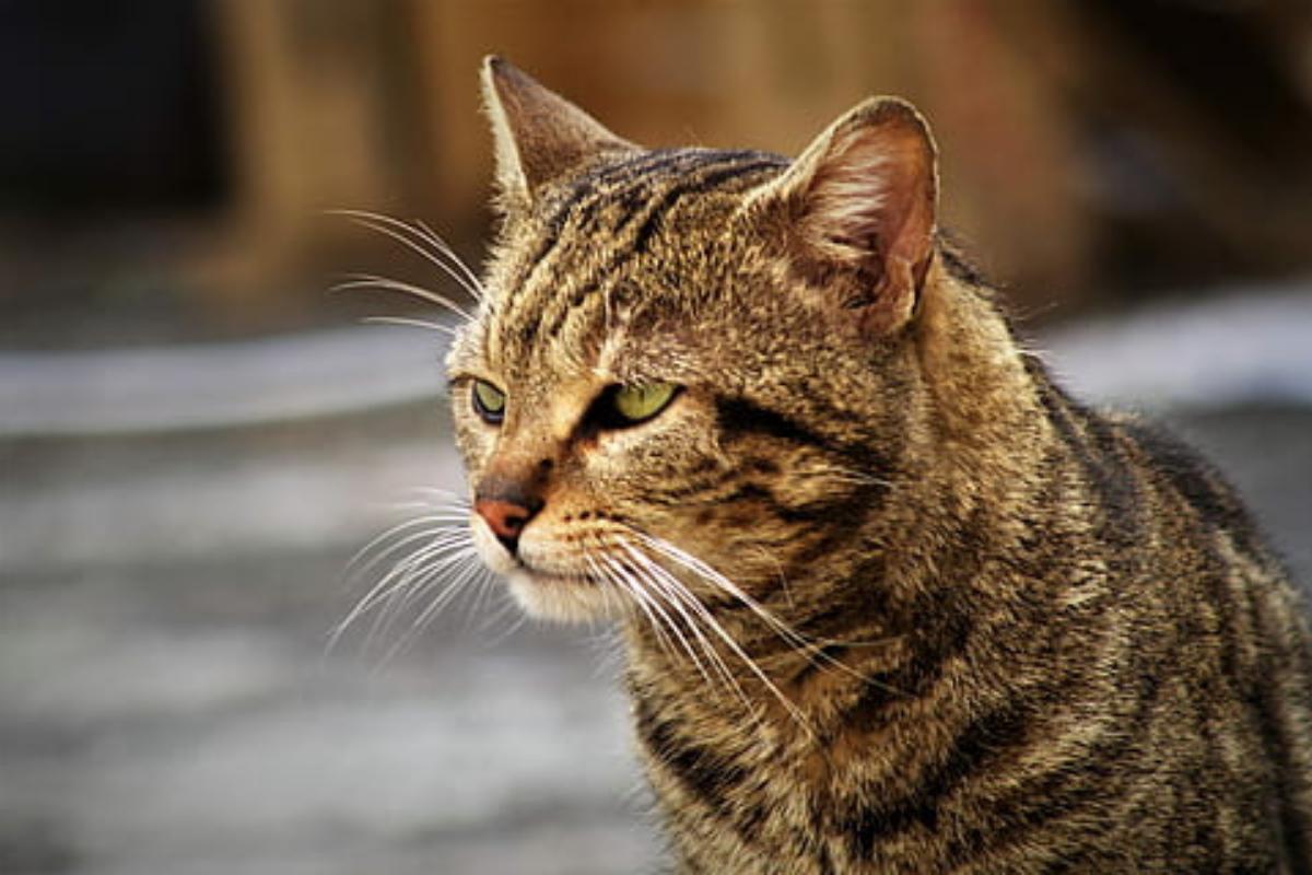 Life Cycle of a Cat - Stages of Development in Domestic Cats
